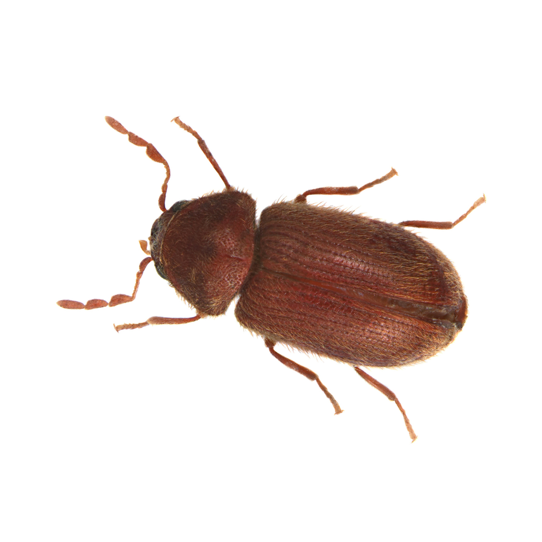 Drugstore Beetle Insects Limited Drugstore Beetle Insects Limited