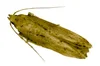 Angoumois Grain Moth
