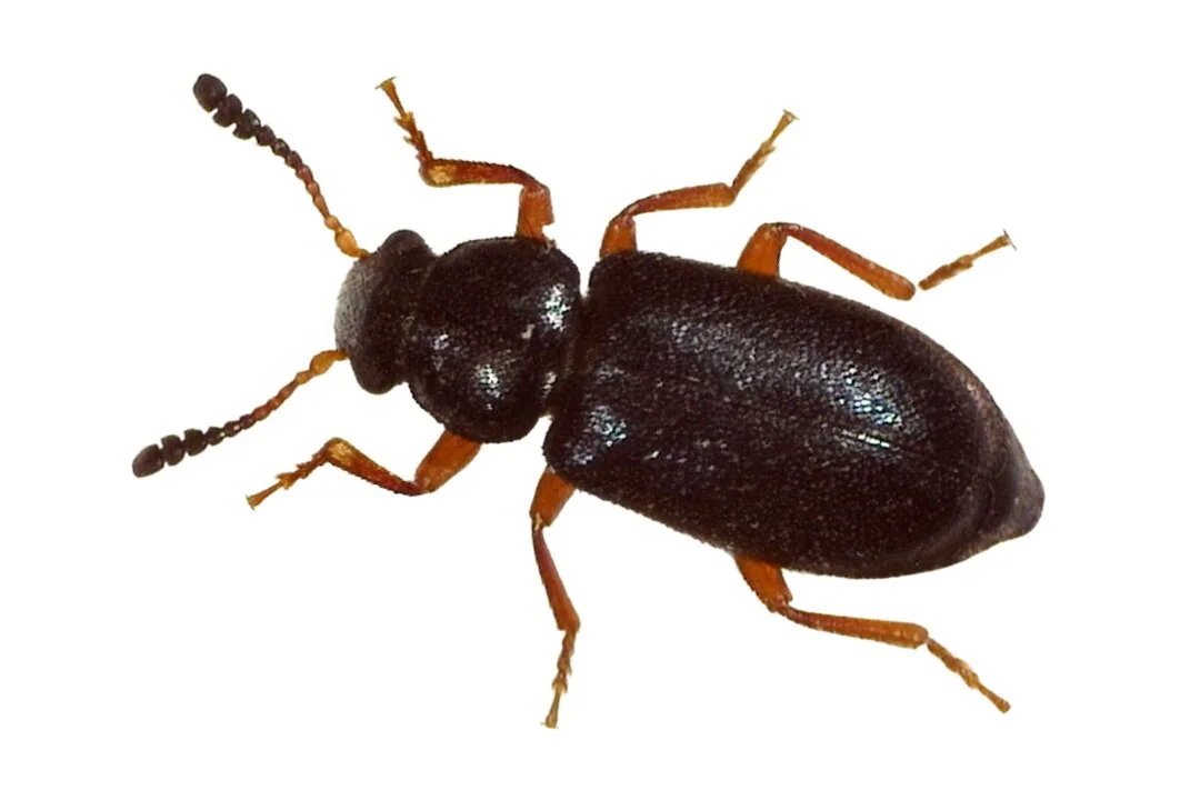 Red-Legged Ham Beetle