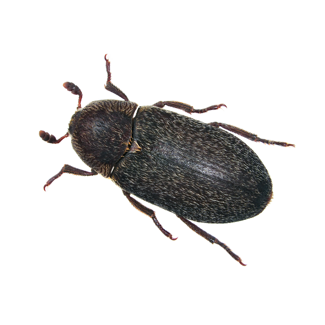 Hide Beetle