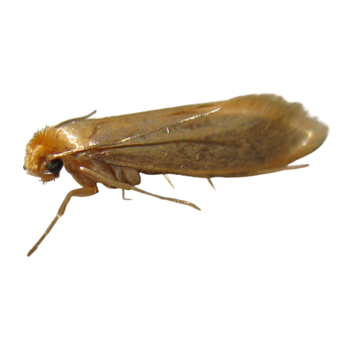 Webbing Clothes Moth: What to know
