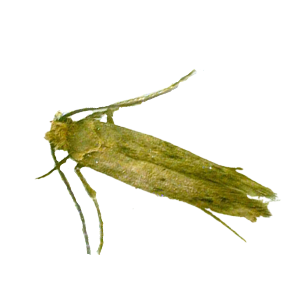 Casemaking Clothes Moth