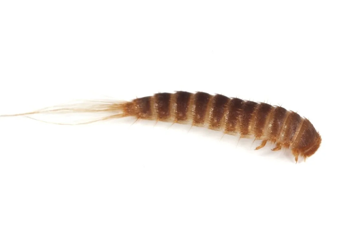 Dermestid Larvae
