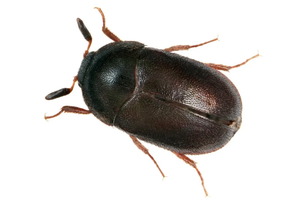 Identify Your Pest - Home Pests