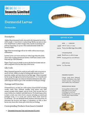 Dermestid Larvae