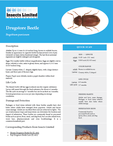 Drugstore Beetle
