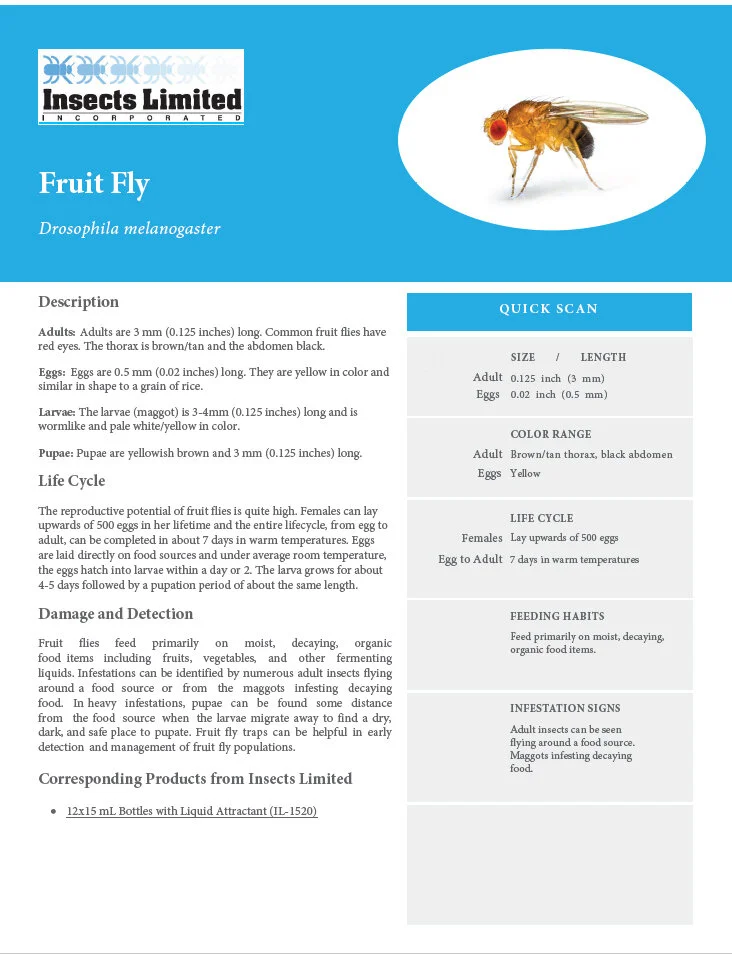 Fruit Fly | Identify Your Pest with Insects Limited