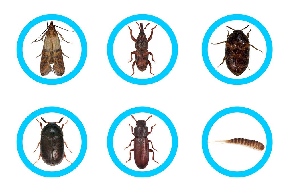 Identify Your Pest - Home Pests