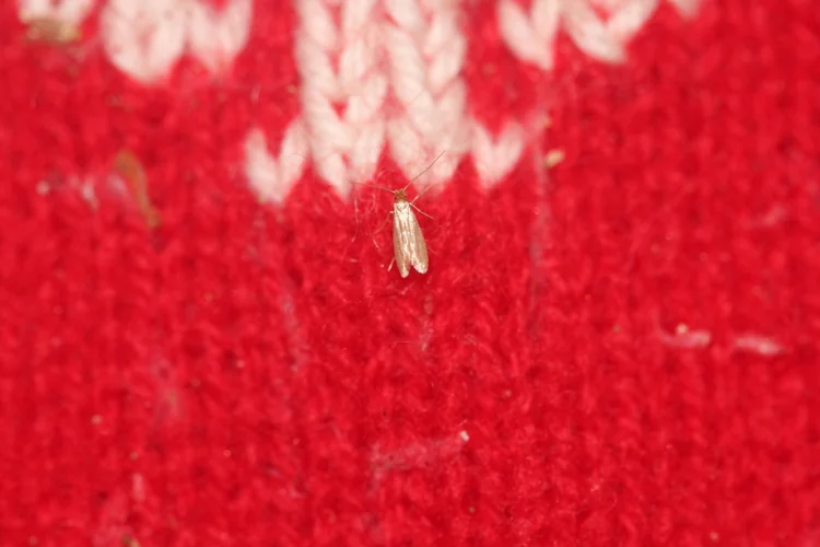 Identify Your Fabric and Museum Insect