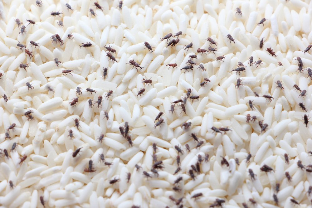 Identify the Insect in Your Food
