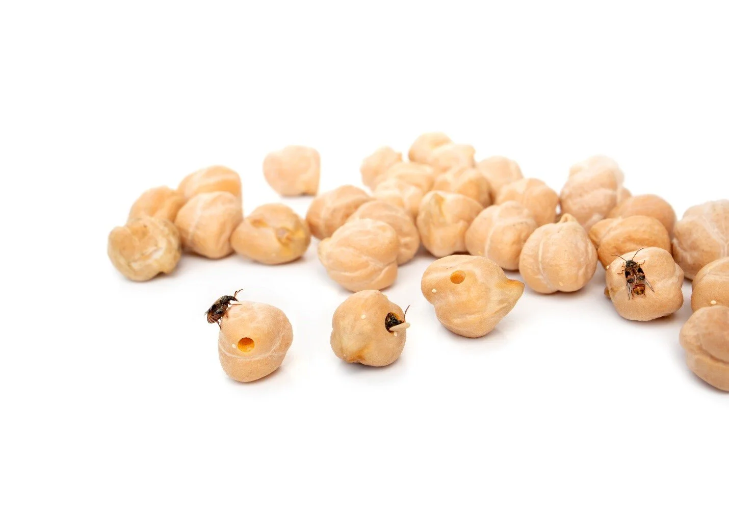 The Cowpea Weevil (Callosobruchus maculatus)