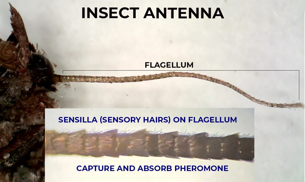 Antennae, Sex Pheromones and Bug Love
