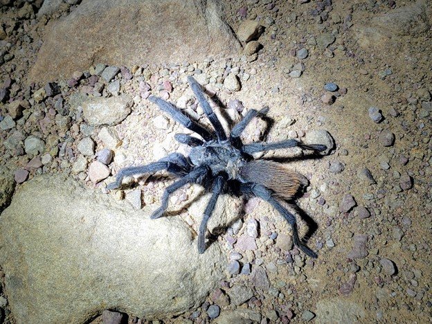 Arizona Arthropods