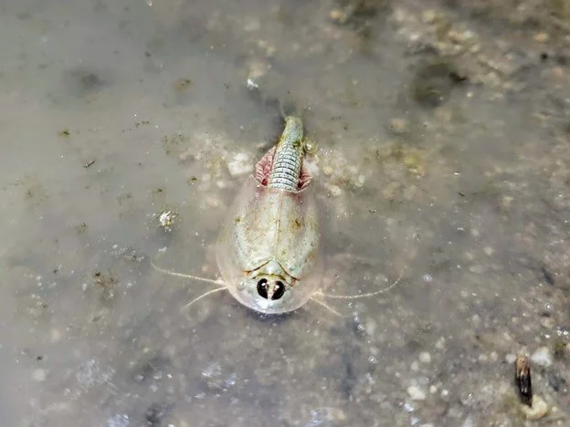 Arizona Arthropods