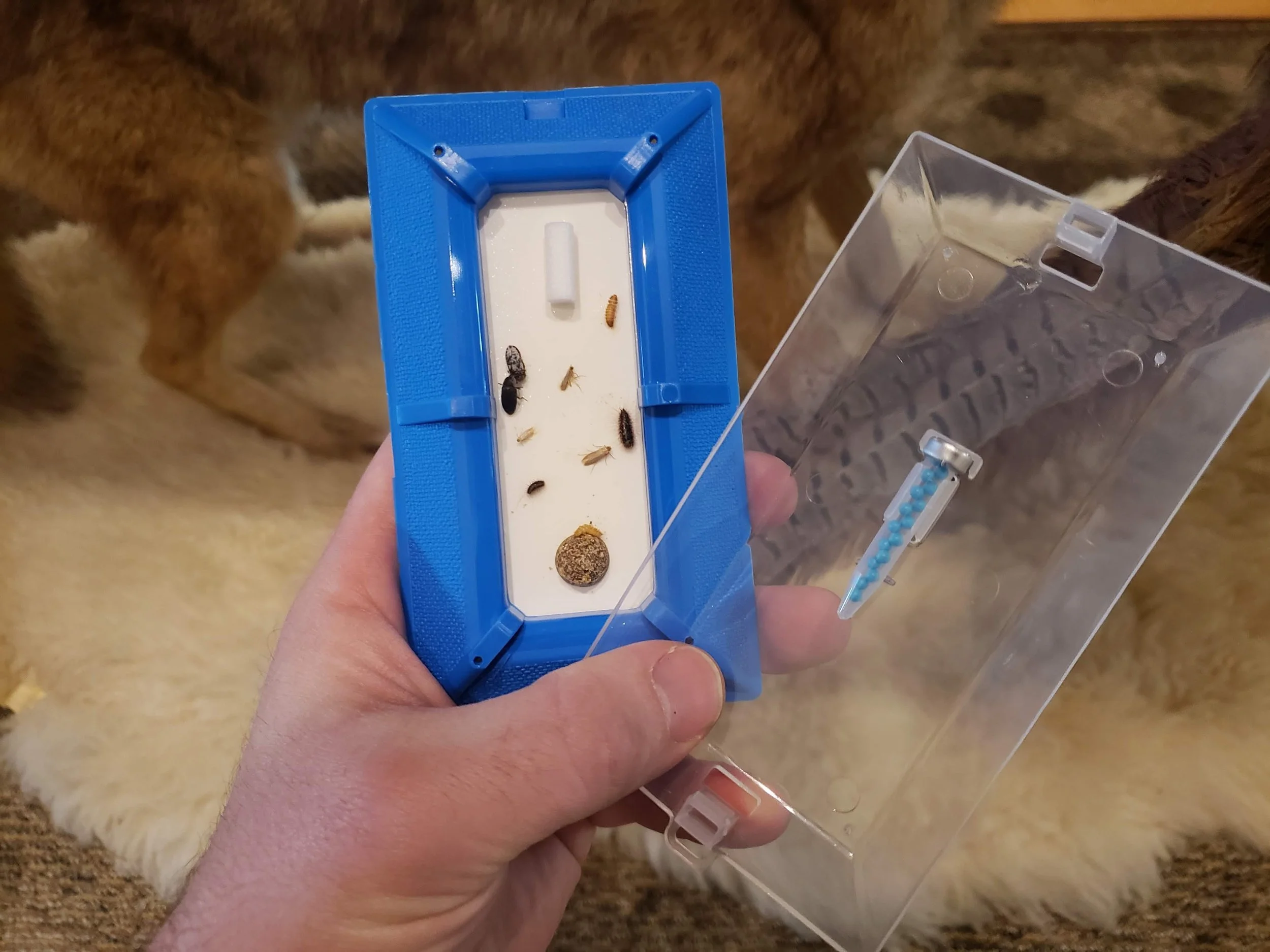 Hide Beetle Lures