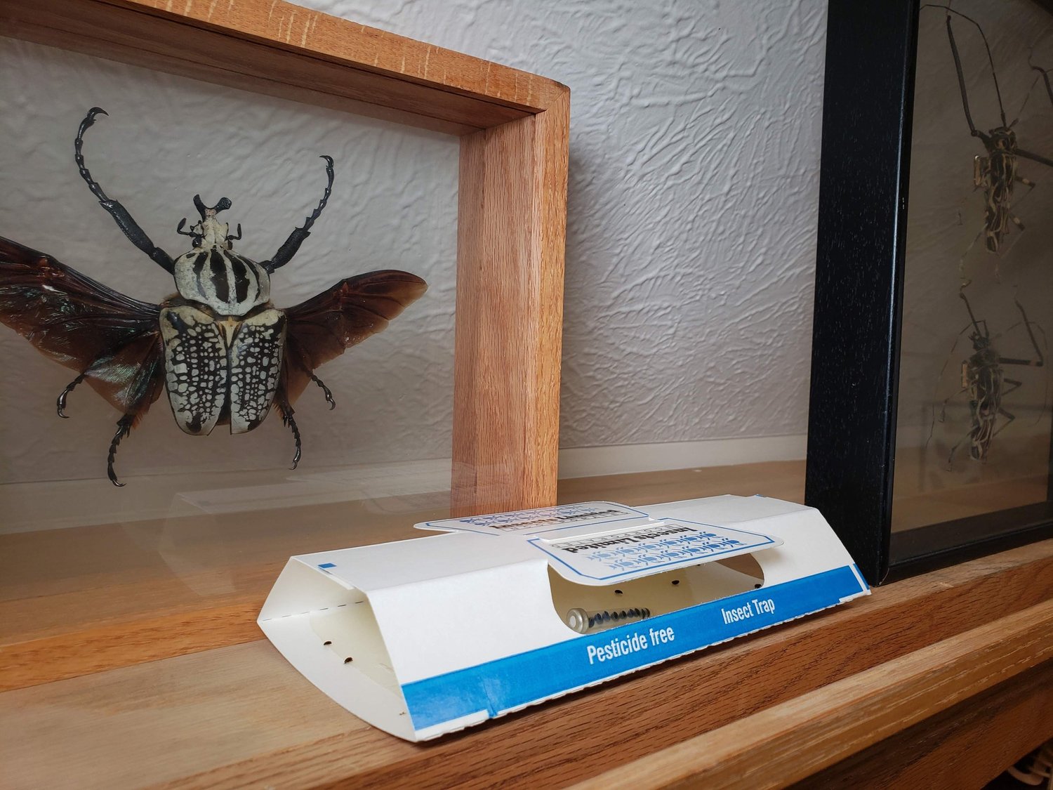 Pantrol Patrol Insect Trap