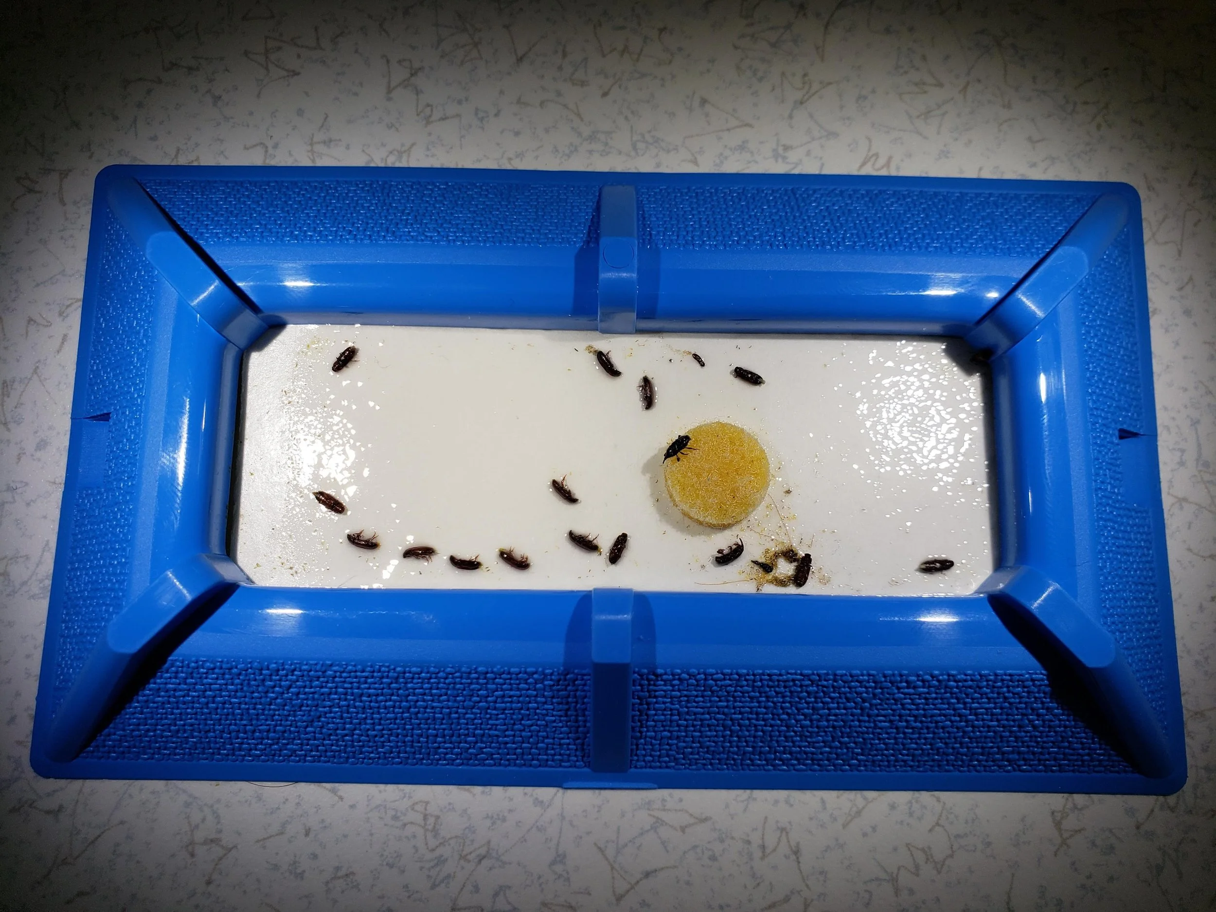 multiple pheromones and a food attractant that are specific for Stored ...