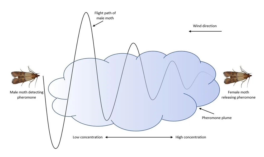 What Are Pheromones? — Insects Limited