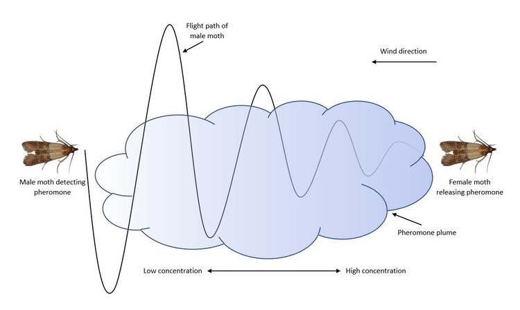 What Are Pheromones? — Insects Limited