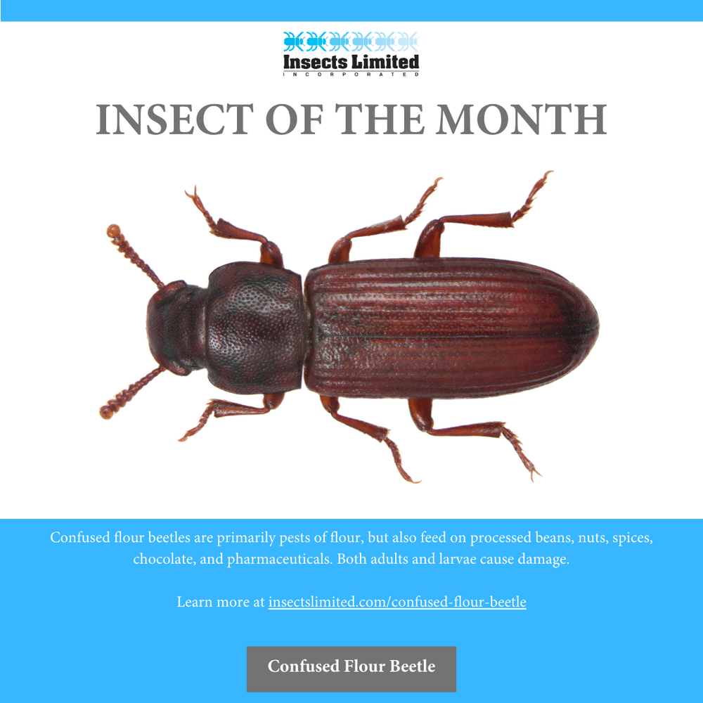 Insect of the Month - Confused Flour Beetles