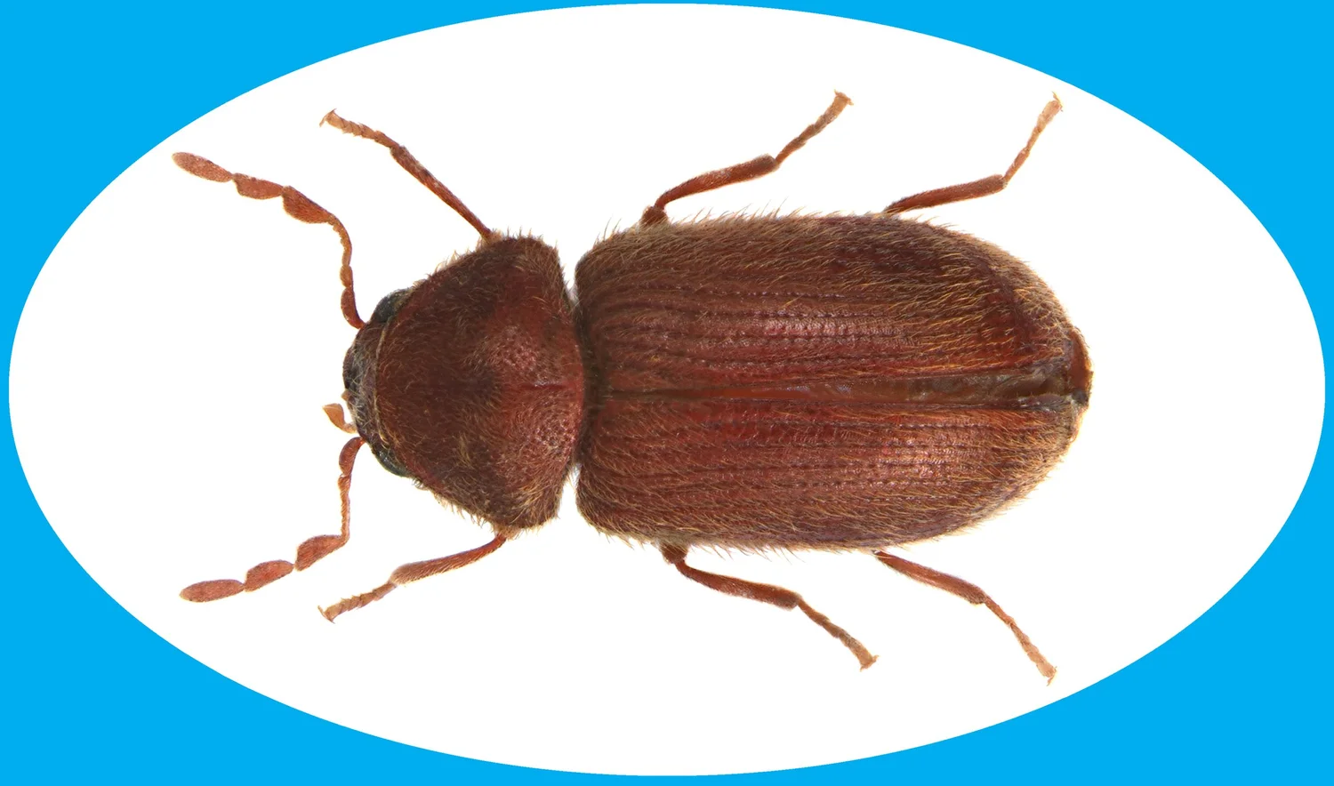 5 Things to Know About the Drugstore Beetle