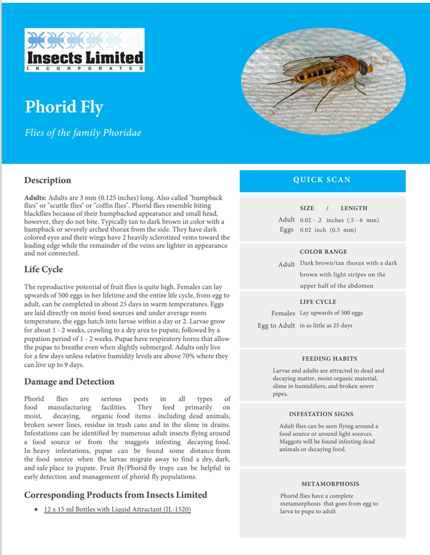Phorid Fly | Identify Your Pest with Insects Limited