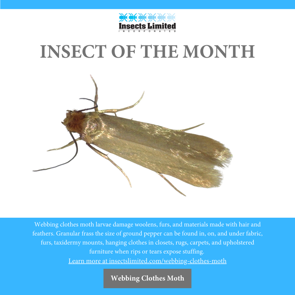 Insect of the Month: Webbing Clothes Moth (Tineola bisselliella)