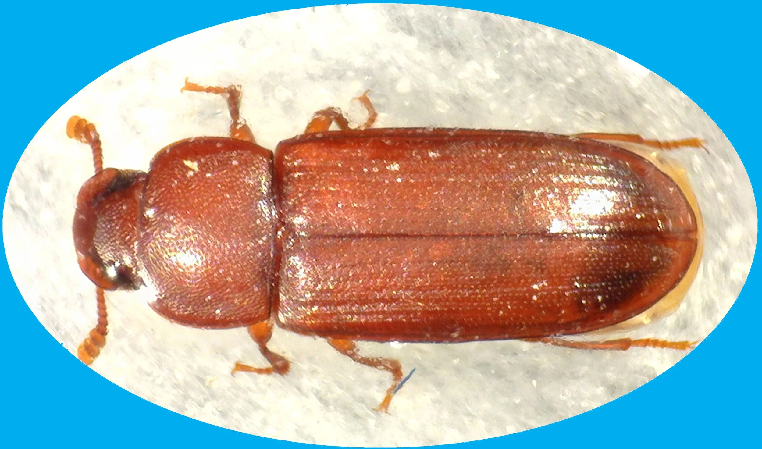 Insect of the Month - Red Flour Beetle (Tribolium castaneum)