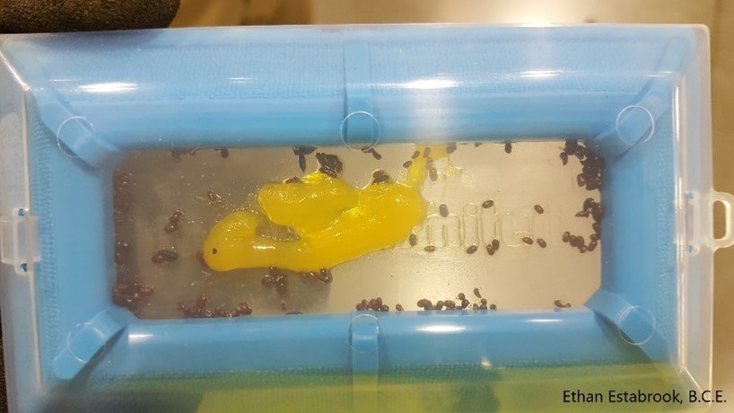 Implementing a Pheromone Monitoring Program — Insects Limited