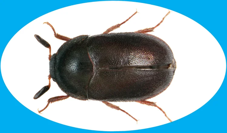 Black Carpet Beetle (Attagenus unicolor)