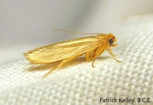 Clothes Moth History and Damage