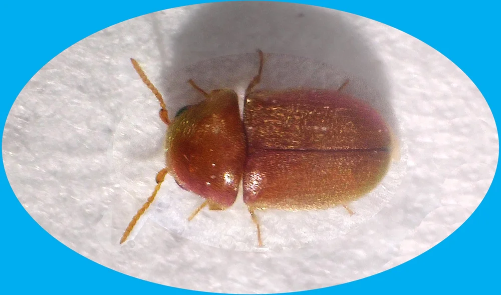 Cigarette Beetle (Lasioderma serricorne)