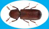 Lesser Grain Borer (Rhyzopertha dominica) — Insects Limited