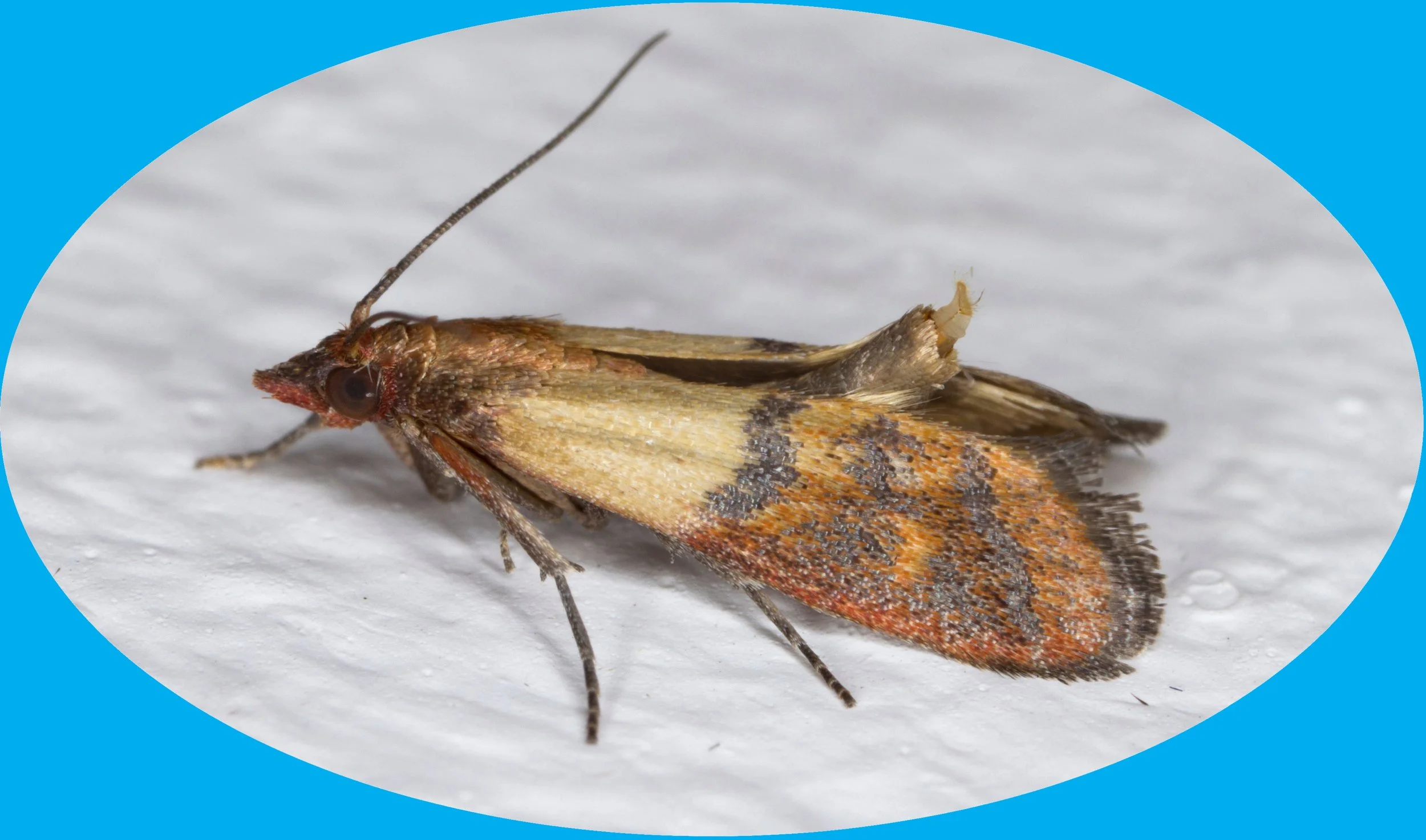 5 Things to Know About the Indian Meal Moth