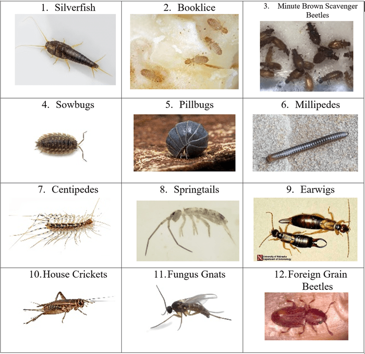 Notorious bugs found in high moisture environments