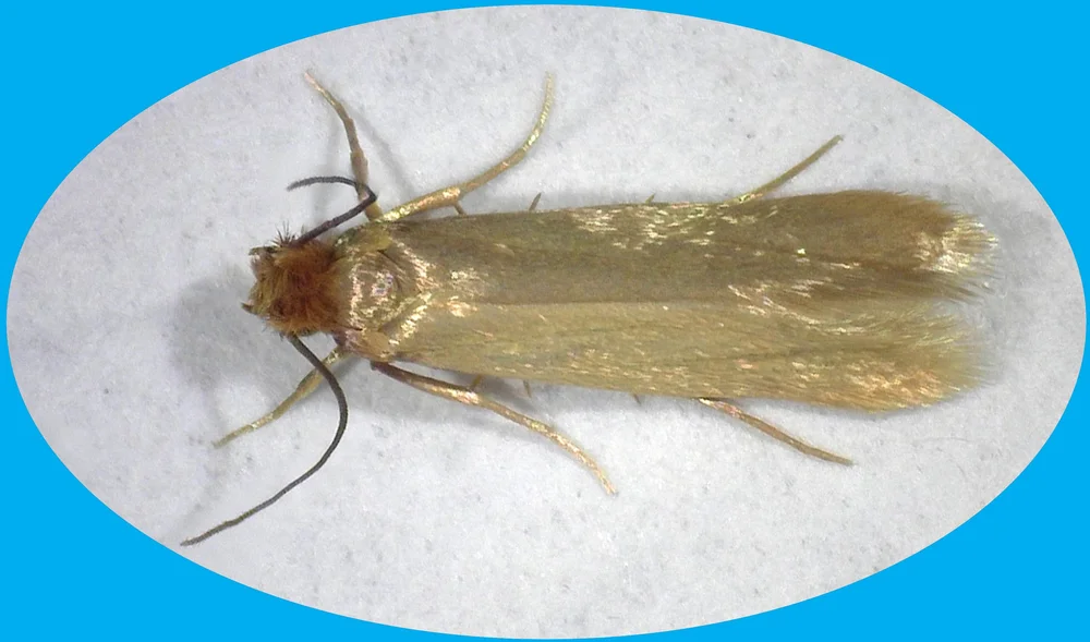 Insect of the Month: Webbing Clothes Moth (Tineola bisselliella)