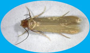 Insect of the Month: Webbing Clothes Moth (Tineola bisselliella)