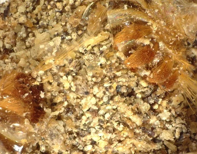 Identifying Clothes Moth Damage and Frass