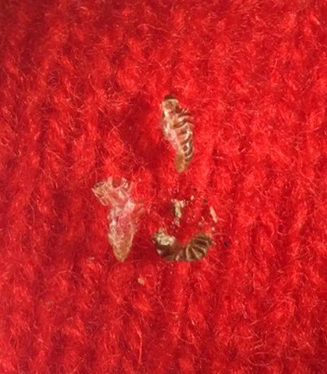 Identifying Clothes Moth Damage and Frass