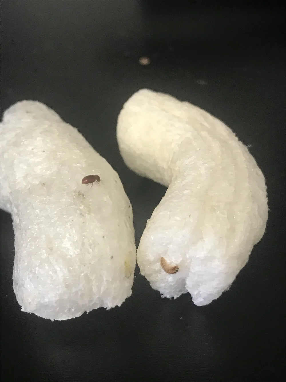 When Packing Materials Become Pest Highways: Biodegradable Packing Peanuts