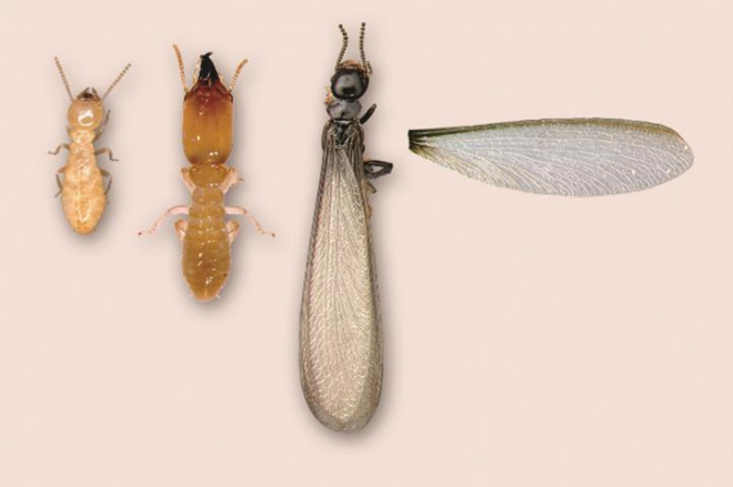 Are termites cockroaches? | Insects Limited