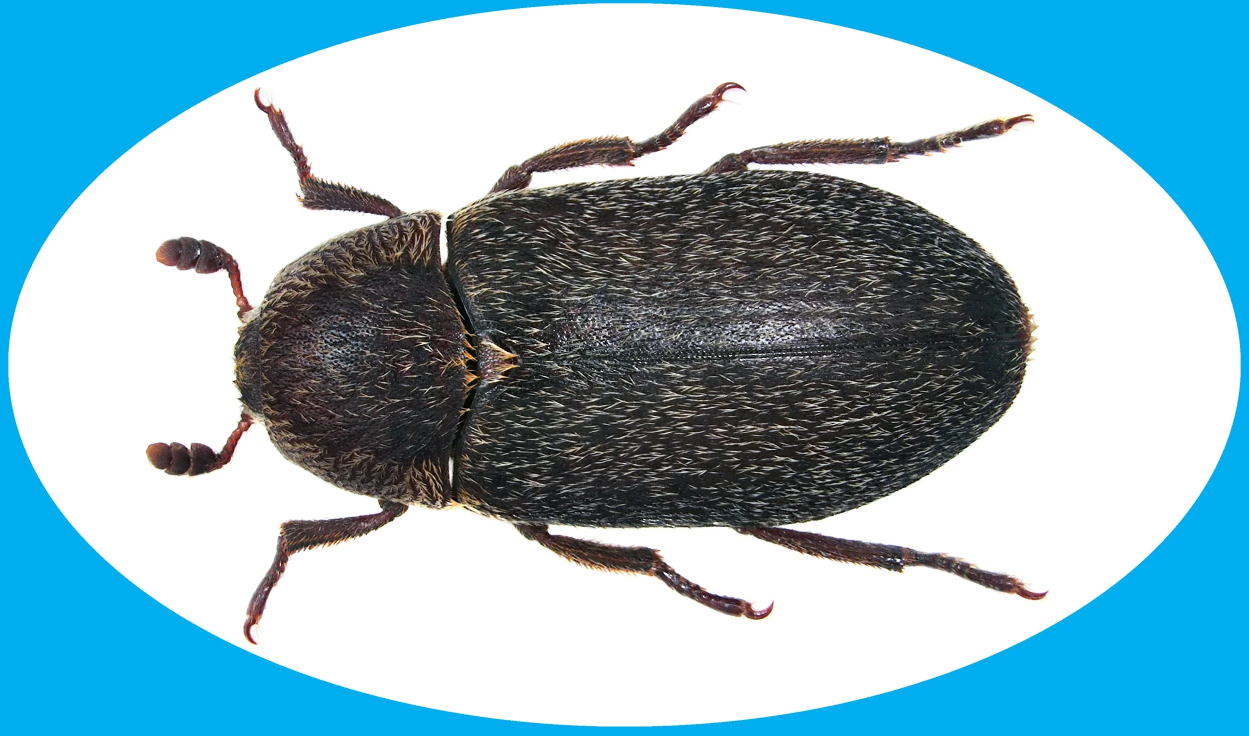 Insect of the Month: Hide Beetle (Dermestes maculatus) — Insects Limited
