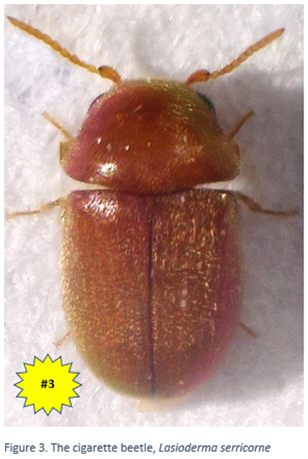 The Top 5 Stored Product Insects | Insects Limited