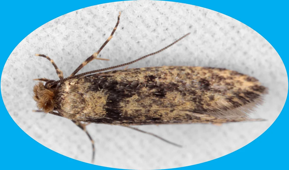 Insect of the Month - Brown-Dotted Clothes Moth