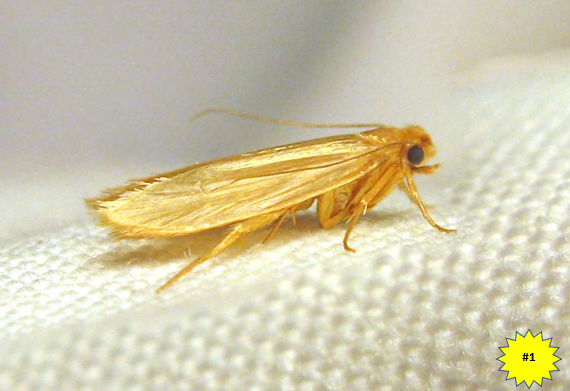 The Top 5 Fabric and Museum Insects