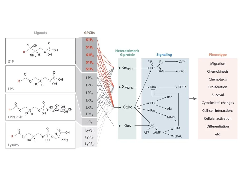 Research: Lysophospholipid Receptors and Signaling — The Chun Lab