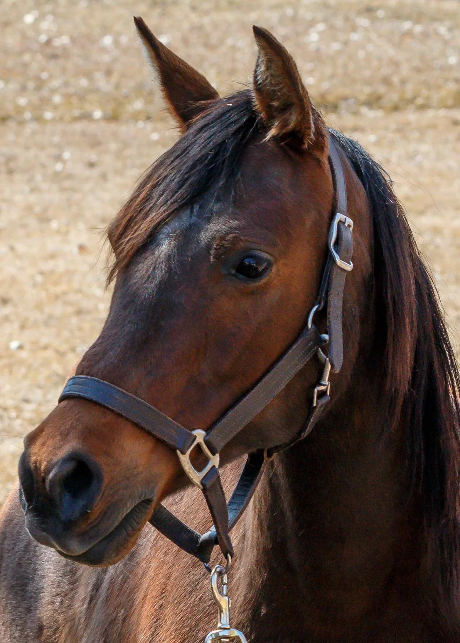 Courage. Love. Leadership. — Red Chair Coaching & Leadership Academy ...