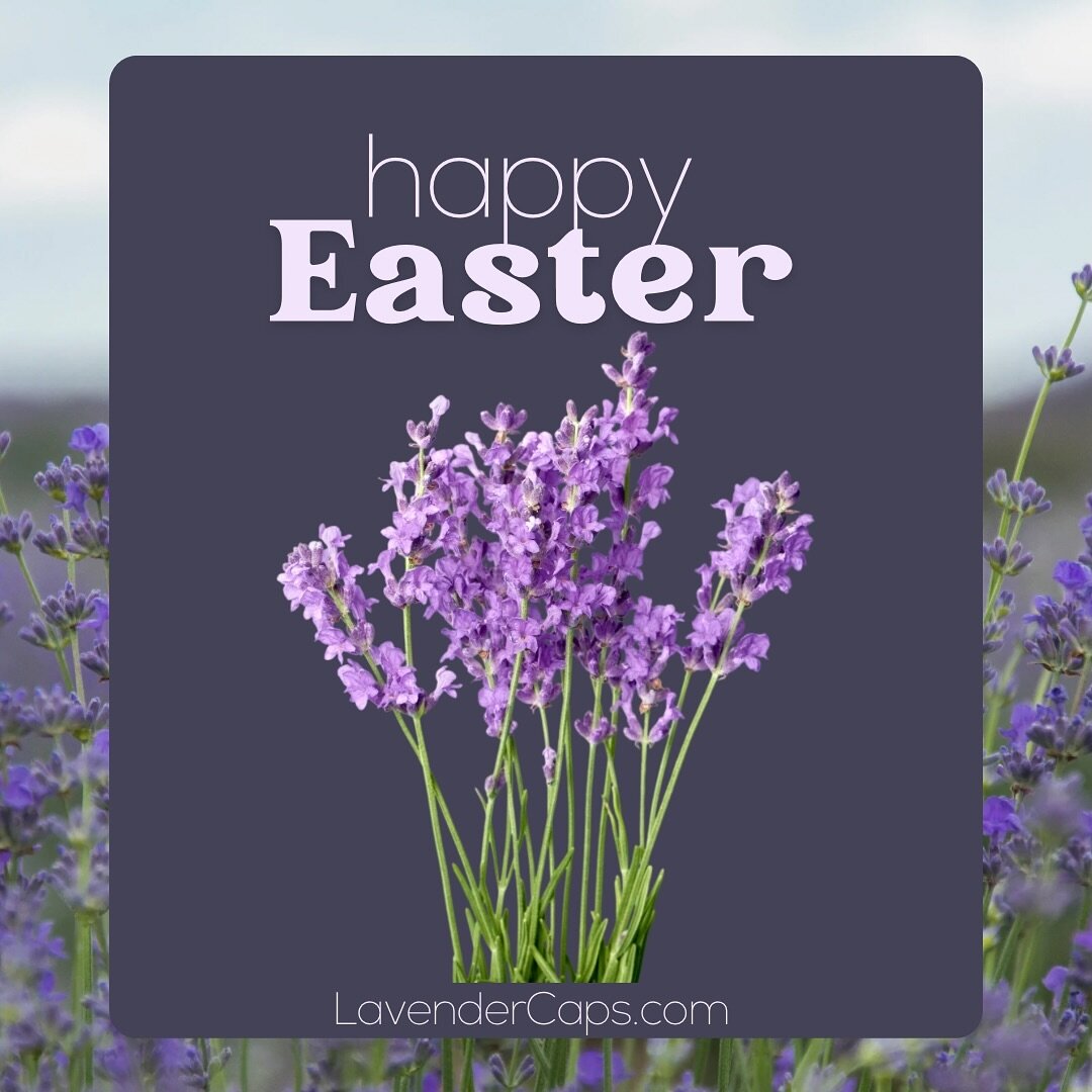 Lavender Caps I Scrub Caps