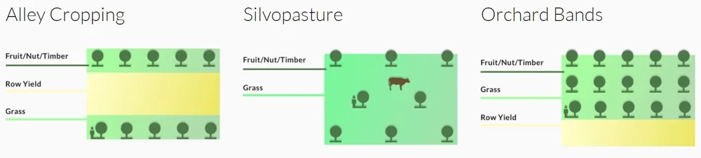 Agroforestry and Golf: Maximizing Land Use Efficiency for Golf ...