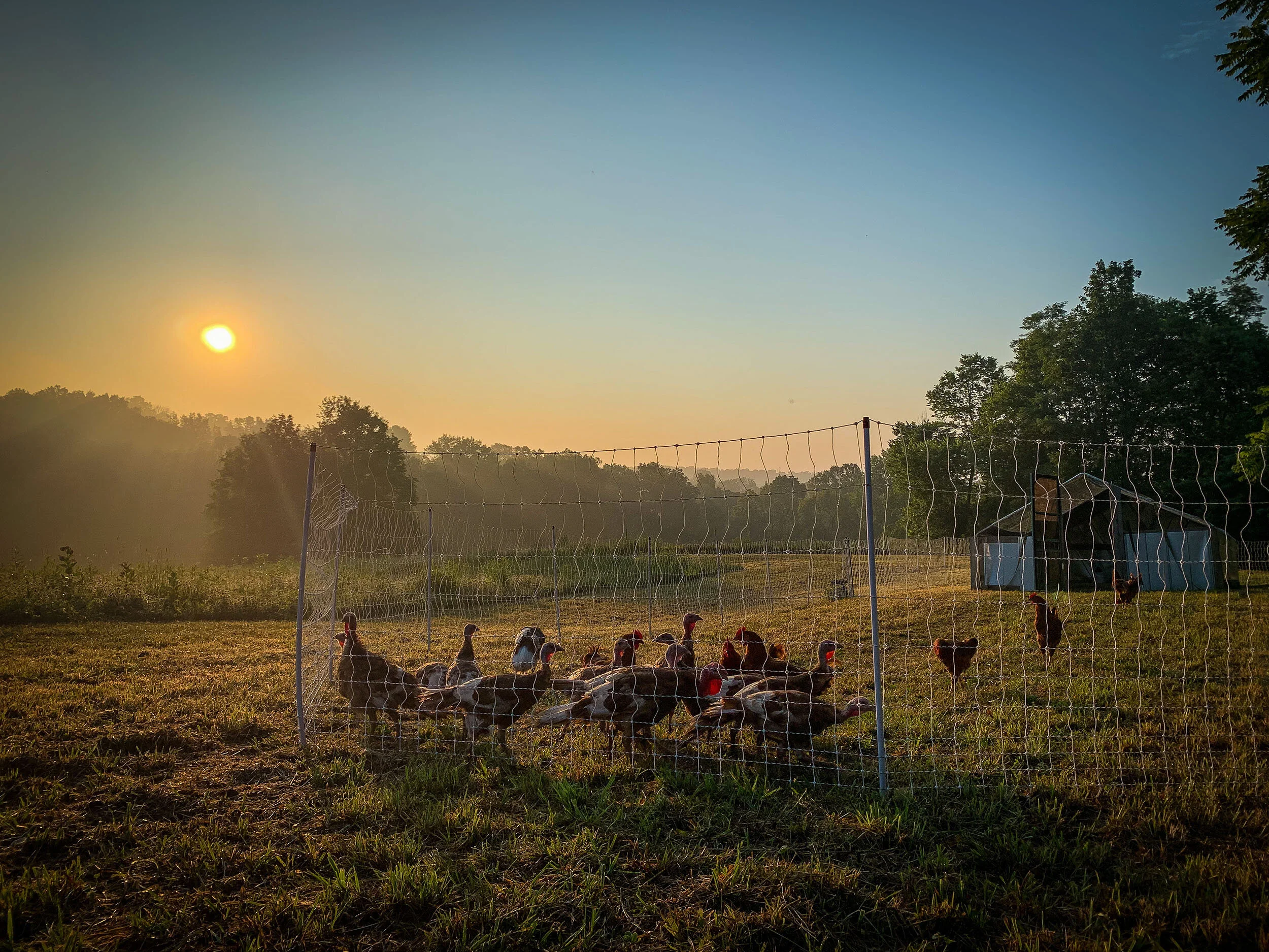 Pasture-Raised Poultry — Hollow Oak Farm